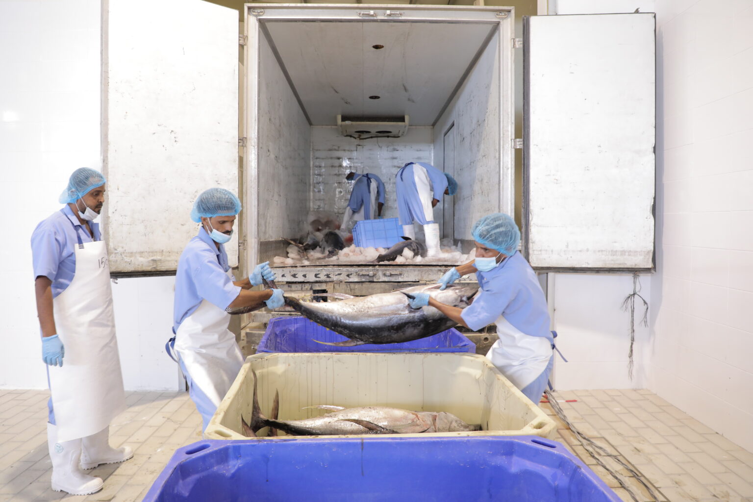 Tuna Processes – Aegan International DMCC