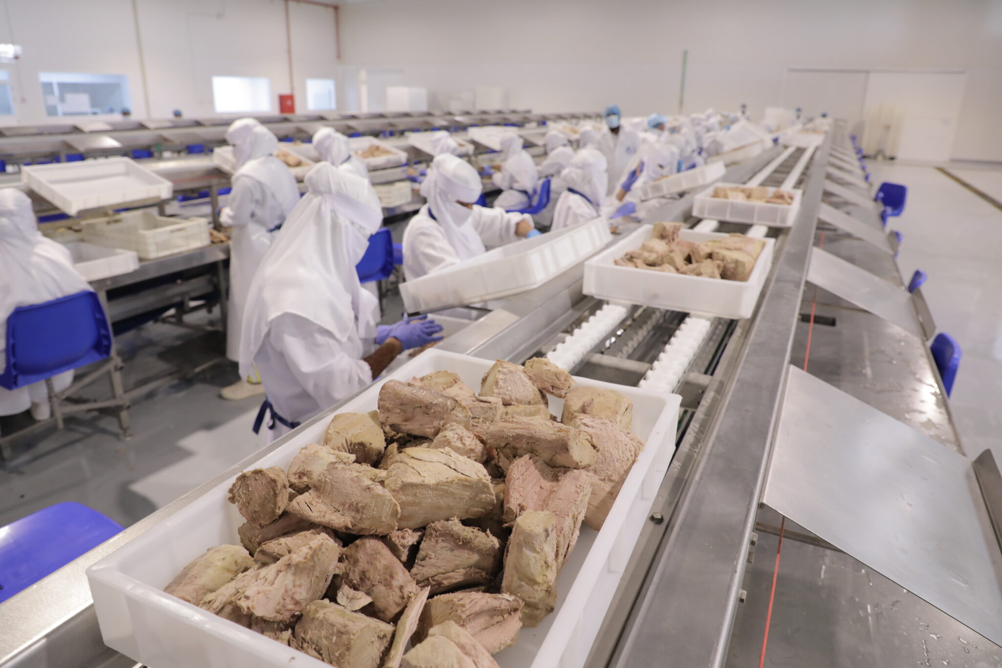 Tuna Processes – Aegan International DMCC